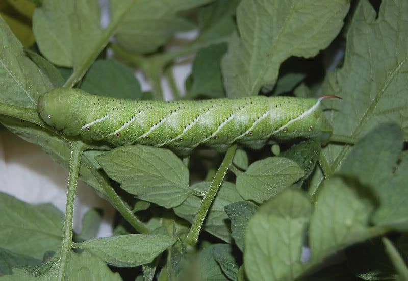 Tomato Worm Moth